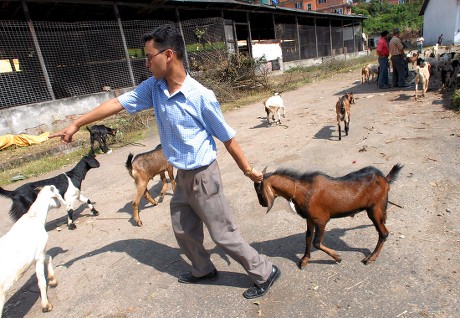 Nepalese Man Drags Goat He Purchased Editorial Stock Photo - Stock ...