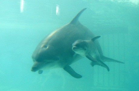 Lily 17yearold Female Bottlenose Dolphin Swims Editorial Stock Photo ...