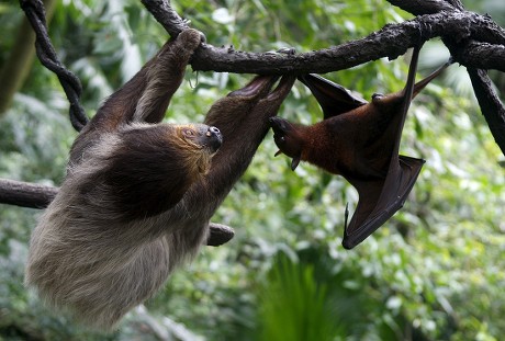 Linnes Twotoed Sloth Malayan Flying Fox Editorial Stock Photo - Stock ...