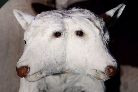 Two Headed Cow Editorial Stock Photo - Stock Image | Shutterstock