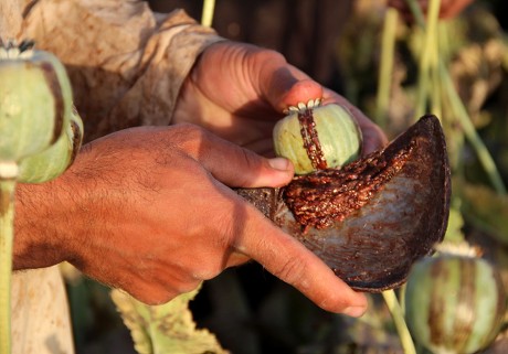 Afghan Farmer Extracts Raw Opium Be Editorial Stock Photo - Stock Image ...