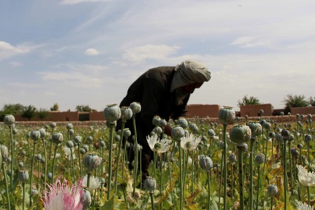 Afghan Farmer Extracts Raw Opium Be Editorial Stock Photo - Stock Image ...