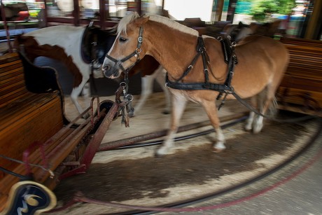 Ponies Seen On Duty 1st Vienna Editorial Stock Photo - Stock Image ...
