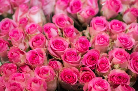 Roses On Display Sale Ahead Valentines Editorial Stock Photo - Stock ...