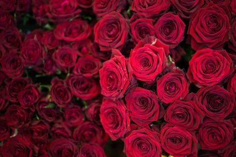 Roses On Display Sale Ahead Valentines Editorial Stock Photo - Stock ...