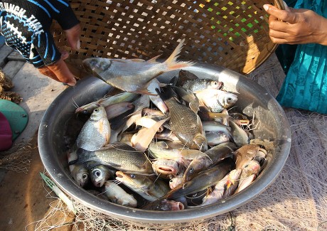 Cambodians Collect Fishes On Their Boat Editorial Stock Photo - Stock ...