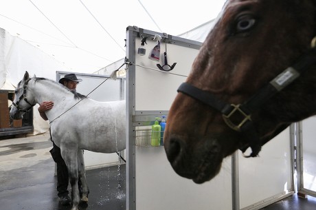 Groom Showers Performing Horse Stables Equestrian Editorial Stock Photo ...