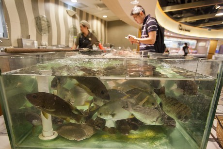 Live Groupers Coral Reef Fish On Editorial Stock Photo - Stock Image ...