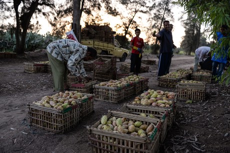 Egypt Agriculture Prickly Pears - Aug 2015 Stock Pictures, Editorial ...