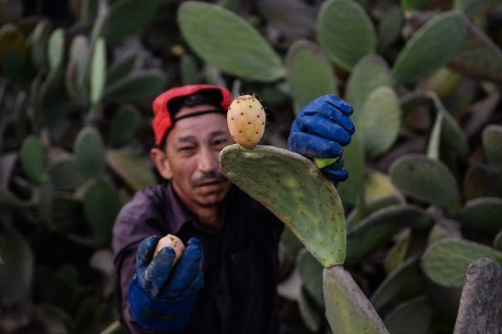 Egypt Agriculture Prickly Pears - Aug 2015 Stock Pictures, Editorial ...