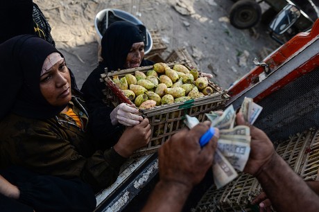 Egypt Agriculture Prickly Pears - Aug 2015 Stock Pictures, Editorial ...