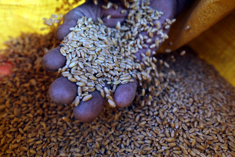 Egyptian Laborer Gathers Wheat Grain Threshing Editorial Stock Photo ...