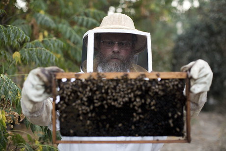 Ultraorthodox Jewish Beekeeper Examines Honey Hive Editorial Stock ...