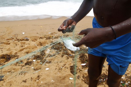 Ivorian Fisherman Removes Fish His Nets Editorial Stock Photo - Stock ...