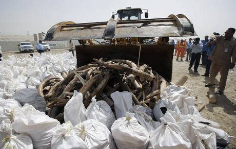 Illegal Ivory Prepared Destruction Alqusais Landfill Editorial Stock ...