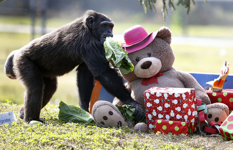 Chimpanzees Open Presents Christmas Chimps Event Editorial Stock Photo ...