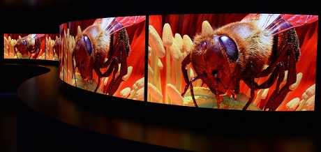 Panasonic 55 Inch 4k Curved Oled Editorial Stock Photo - Stock Image ...