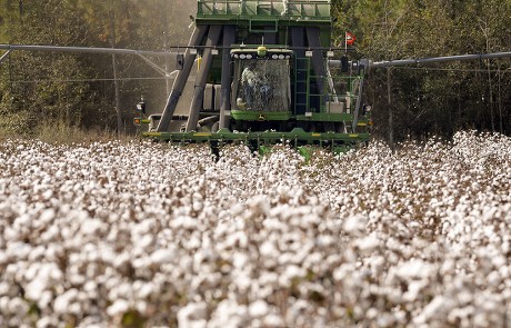 Large Mechanical Cotton Picker Operates Field Editorial Stock Photo ...