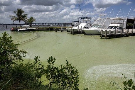 Usa Florida Blue Green Algae - Jul 2016 Stock Pictures, Editorial ...