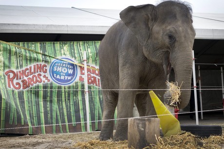 Elephants Ringling Brothers Barnum Bailey Circus Editorial Stock Photo ...