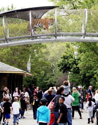 Amur Tiger Passes Through Big Cat Editorial Stock Photo - Stock Image ...