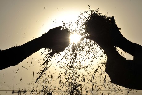 Yemeni Farmers Winnow Wheat Wind Separate Editorial Stock Photo - Stock ...