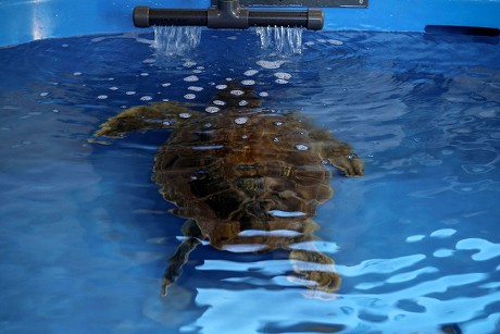9 Zoologica Stock Pictures, Editorial Images and Stock Photos ...
