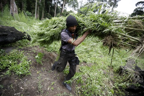 Police Officer Carries Cannabis Plants During Editorial Stock Photo ...