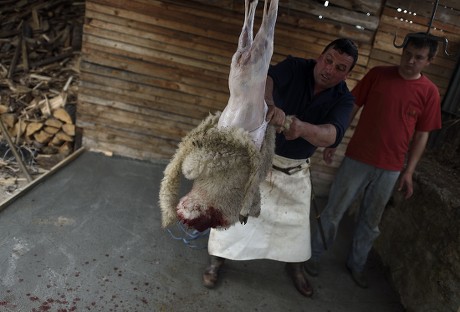 Men Rip Skin Lamb He Prepares Editorial Stock Photo - Stock Image ...