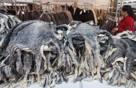 Animal Fur Pelts On Display Hong Editorial Stock Photo - Stock Image ...