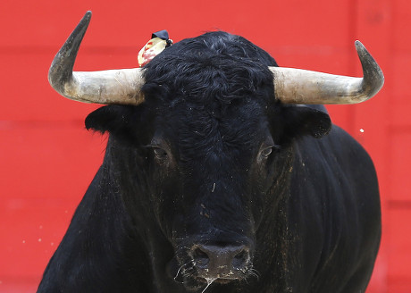 Bull Victoriano Del Rio Ranch During Editorial Stock Photo - Stock ...