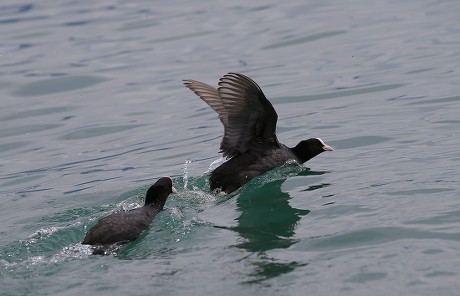 Wild Birds Frolic On Annecy Lake Editorial Stock Photo - Stock Image ...
