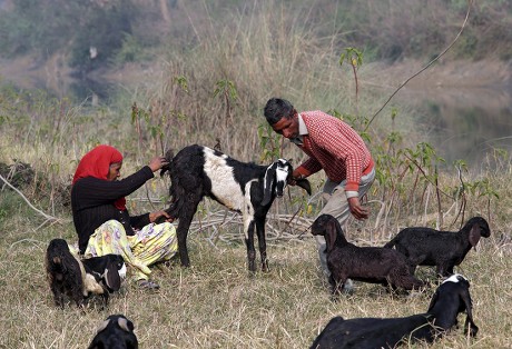 Indian Herders Inspect Goat Any Injury Editorial Stock Photo - Stock ...