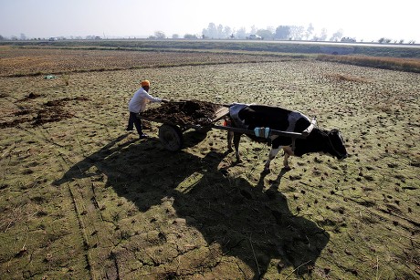 Indian Villager Unloads Manure Bullock Cart Editorial Stock Photo ...