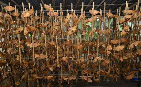Muga Silkworm Moths Antheraea Assamensis Hang Editorial Stock Photo ...
