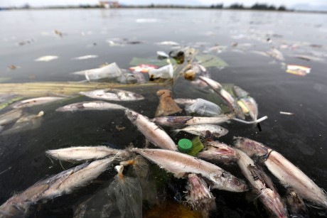 Dumped Fish Float Between Debris Costal Editorial Stock Photo - Stock ...