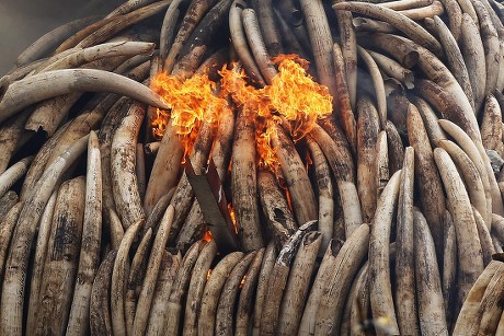Pile Elephant Tusks Burns During Ivory Editorial Stock Photo - Stock ...