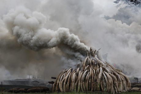 Pile Elephant Tusks Burns During Ivory Editorial Stock Photo - Stock ...