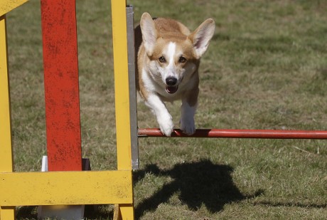 Welsh Corgi Dog Competes During Agility Editorial Stock Photo - Stock ...