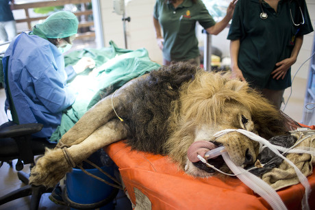 8yearold African Lion Samouni Lays On Editorial Stock Photo - Stock ...