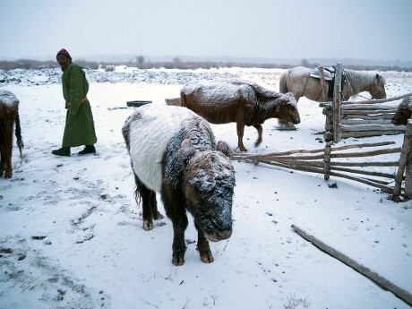 Mongolia Dzud Disaster - Mar 2016 Stock Pictures, Editorial Images and ...
