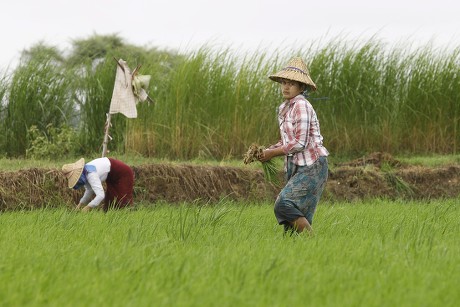Farmers Work Paddy Field Naypyitaw Myanmar Editorial Stock Photo ...