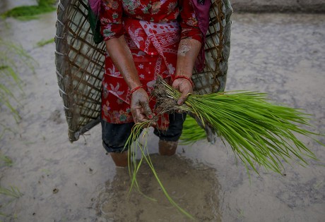 Nepalese Farmers Plant Rice Wearing Ghoom Editorial Stock Photo - Stock ...