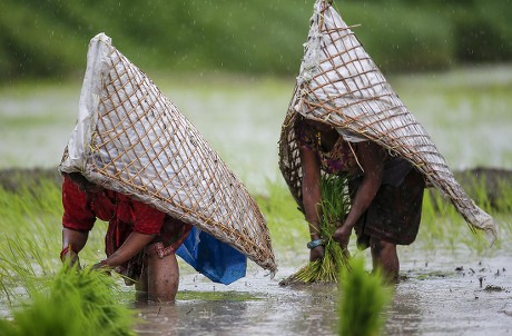 Nepalese Farmers Plant Rice Wearing Ghoom Editorial Stock Photo - Stock ...