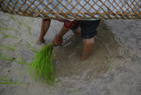 Nepalese Farmers Plant Rice Wearing Ghoom Editorial Stock Photo - Stock ...