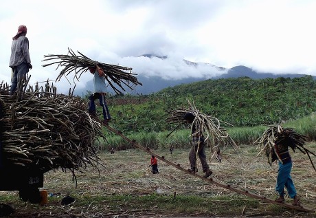 Filipino Farmers Harvest Sugar Canes Backdrop Editorial Stock Photo ...