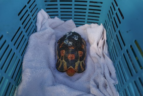 Partially Burned Tortoise Cared By Spca Editorial Stock Photo - Stock ...