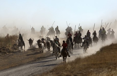 Riders Ride Alongside Herd Fighting Bulls Editorial Stock Photo - Stock ...