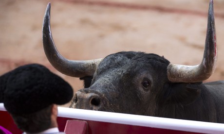 Bull Ranch Miura Named Arenoso Weighing Editorial Stock Photo - Stock ...