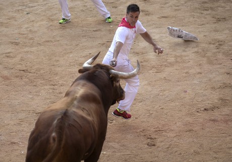 Experienced Bull Runner Lifts His Rolledup Editorial Stock Photo ...